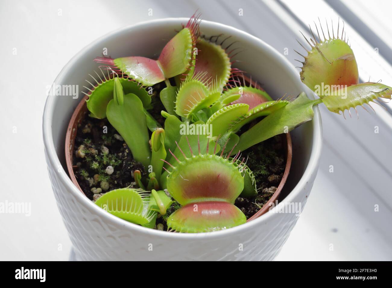 Venus fly traps immagini e fotografie stock ad alta risoluzione - Alamy