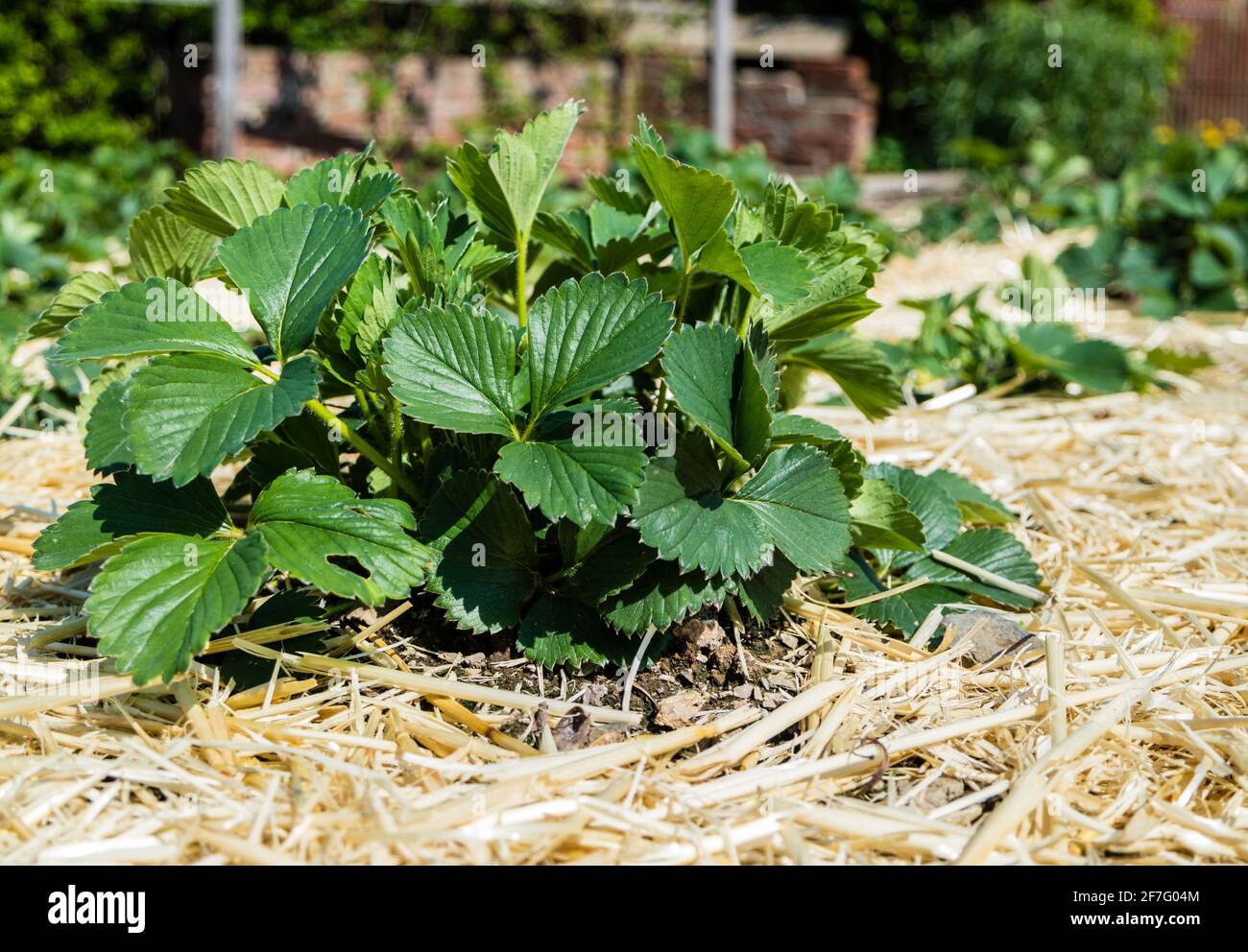 Pianta di fragole in giardino immagini e fotografie stock ad alta ...