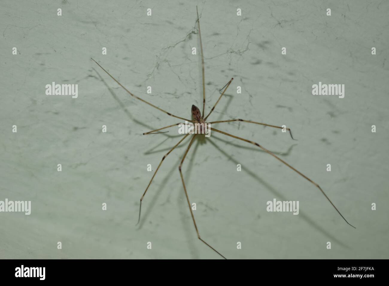 Ragno sul muro immagini e fotografie stock ad alta risoluzione - Alamy