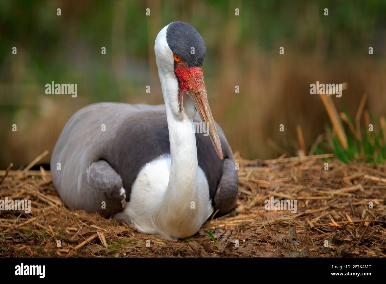 Gru wattled a grande uccello, Grus carunculata, con testa rossa, fauna ...