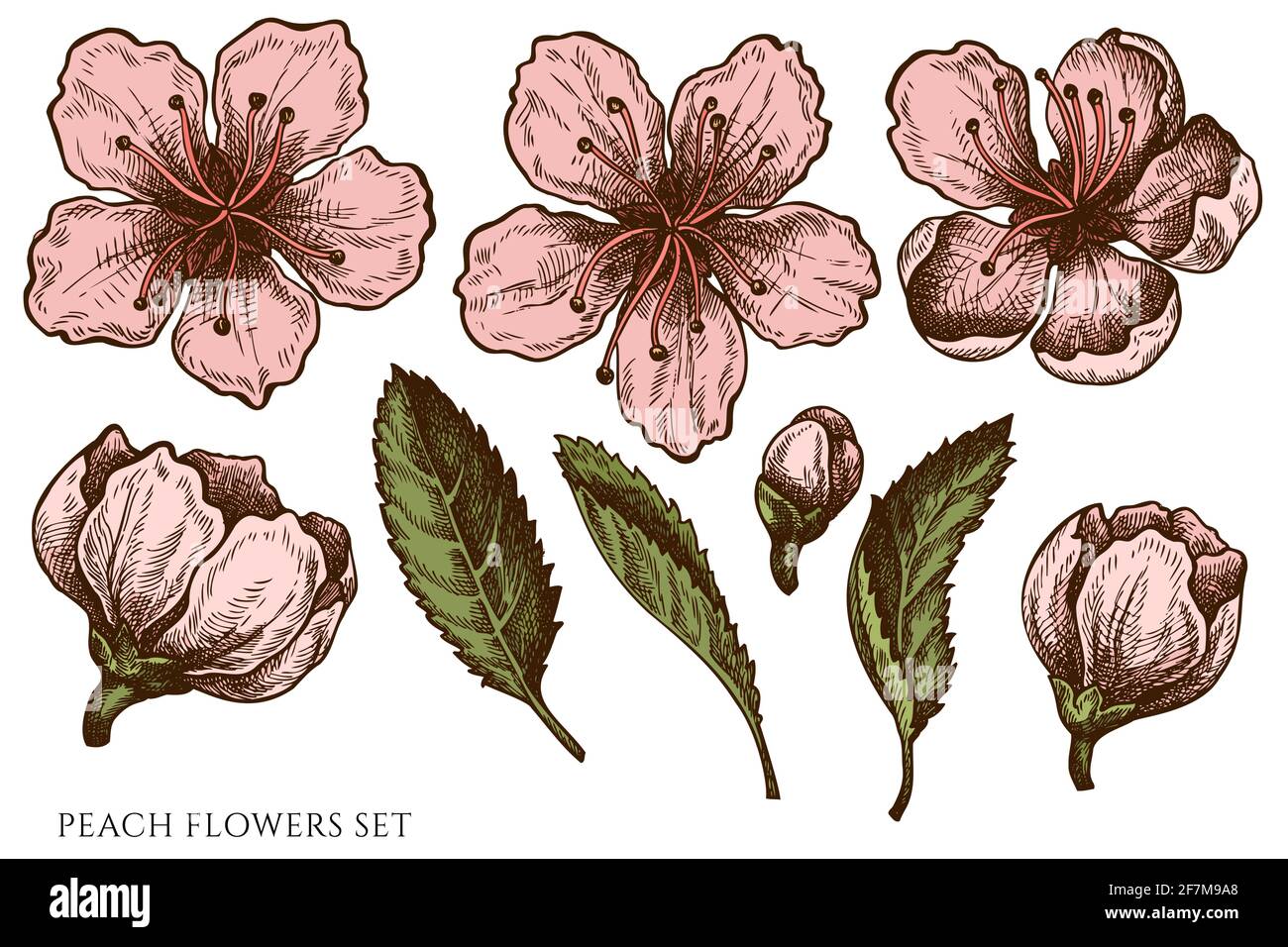 Fiori color pesca Immagini Vettoriali Stock - Alamy