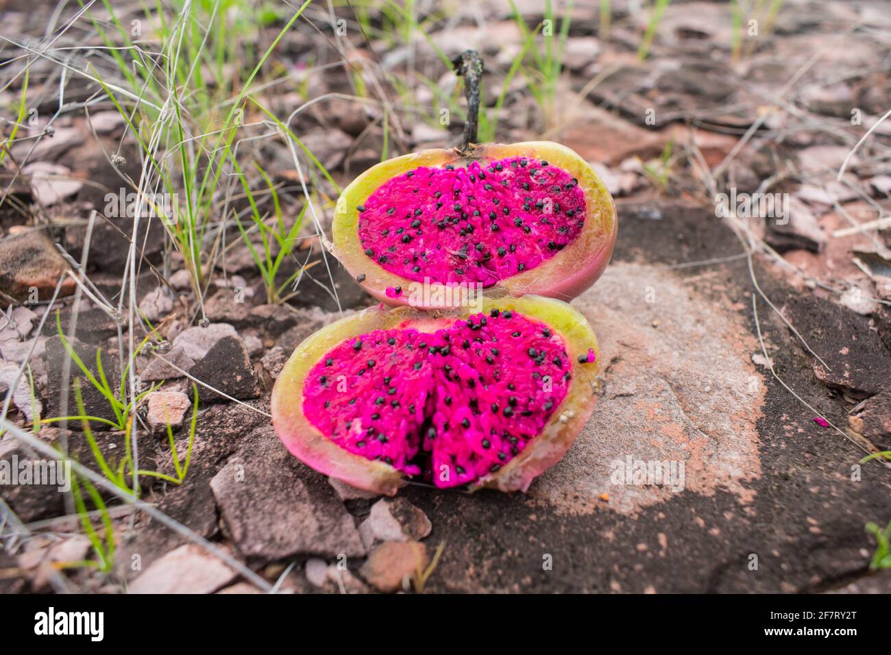 Bioma del deserto semi arido immagini e fotografie stock ad alta ...