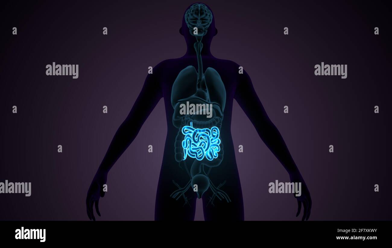 Intestino tenue Illustrazione 3D sistema digestivo umano Anatomia Foto ...