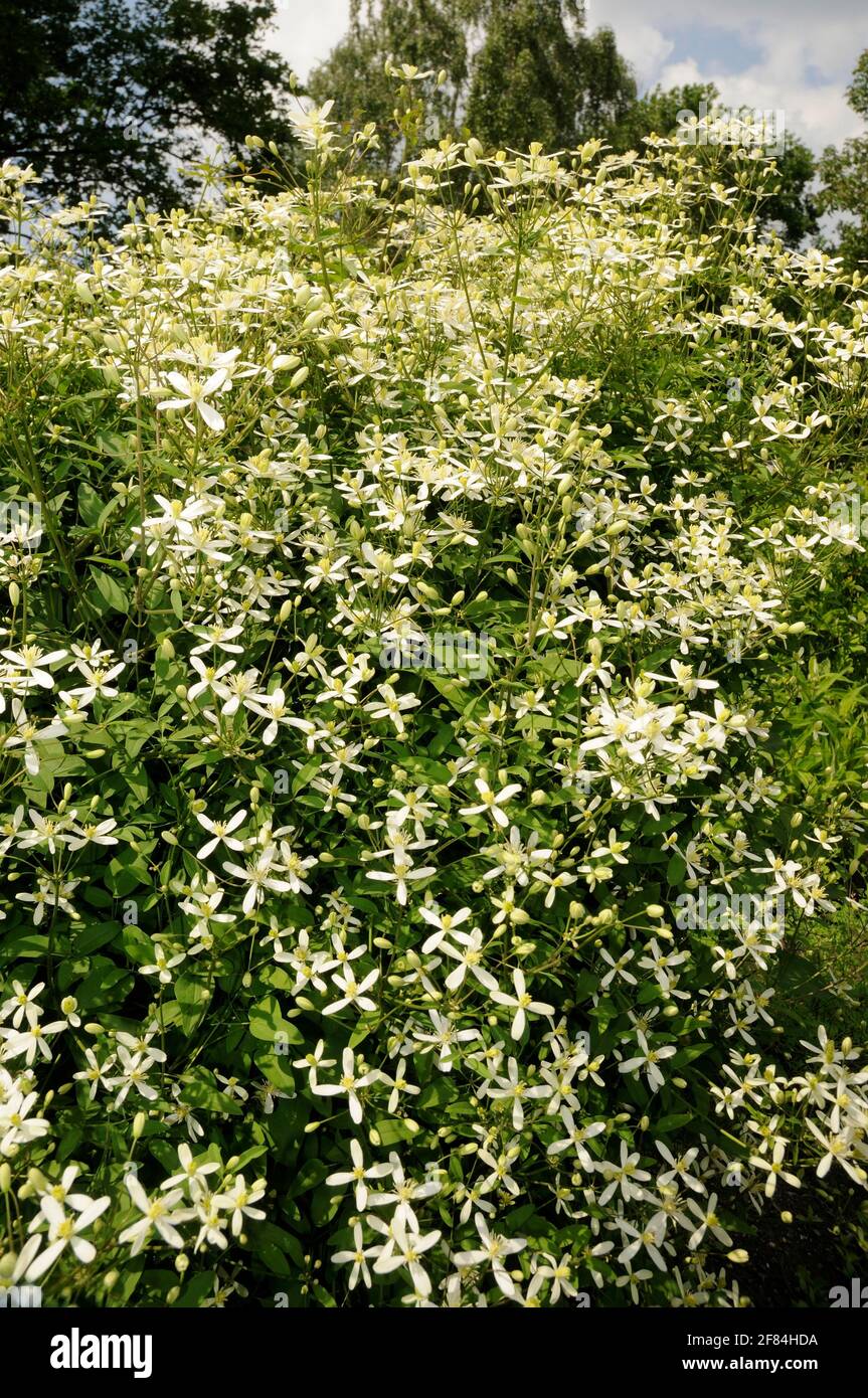Clematis recta clematis recta immagini e fotografie stock ad alta ...