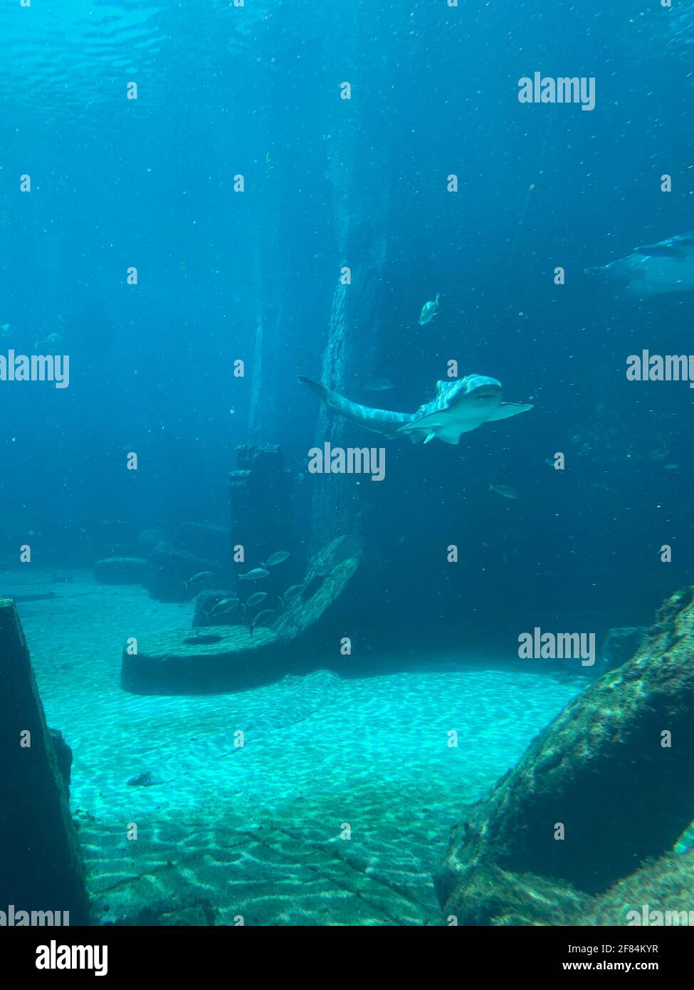 Squalo zebra immagini e fotografie stock ad alta risoluzione - Alamy
