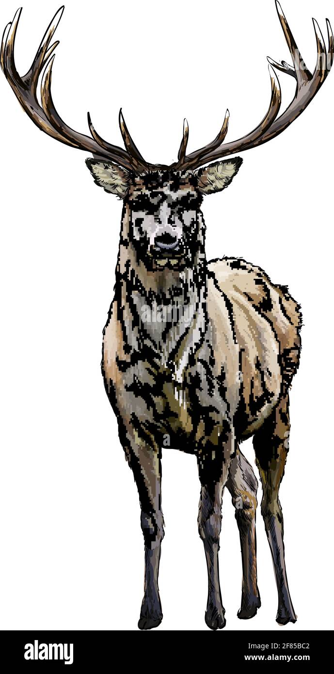Disegno dei cervi immagini e fotografie stock ad alta risoluzione - Alamy