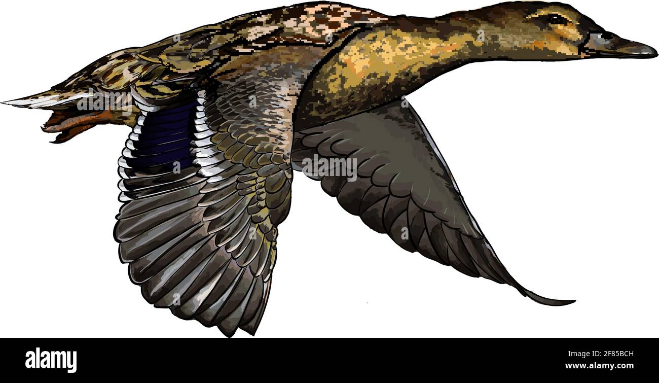 Anatra da una spruzzata di acquerello, disegno colorato, realistico ...