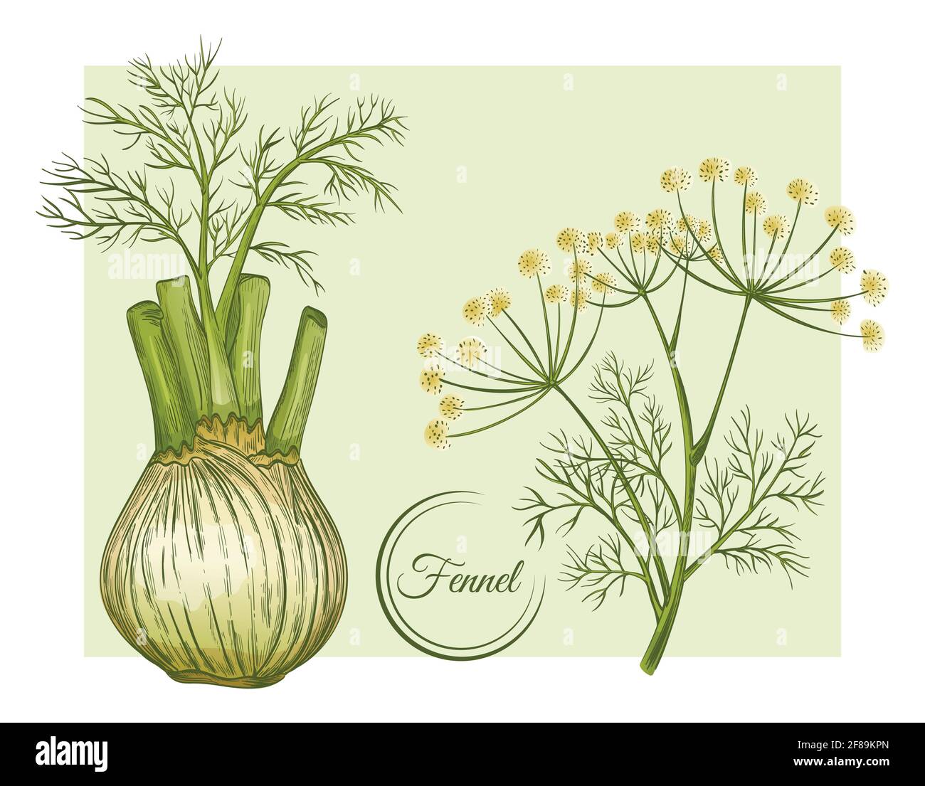 Pianta di finocchio Immagini Vettoriali Stock - Alamy