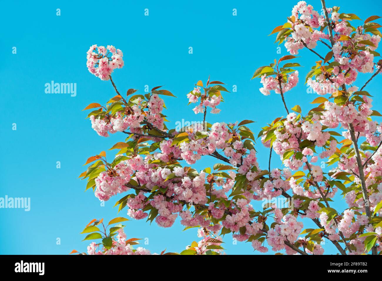 Fiori di ciliegio prunus serrulata immagini e fotografie stock ad alta ...