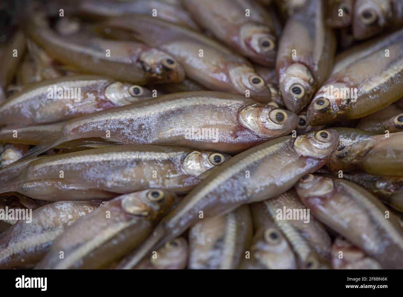 Pesce grosso pesce piccolo immagini e fotografie stock ad alta ...