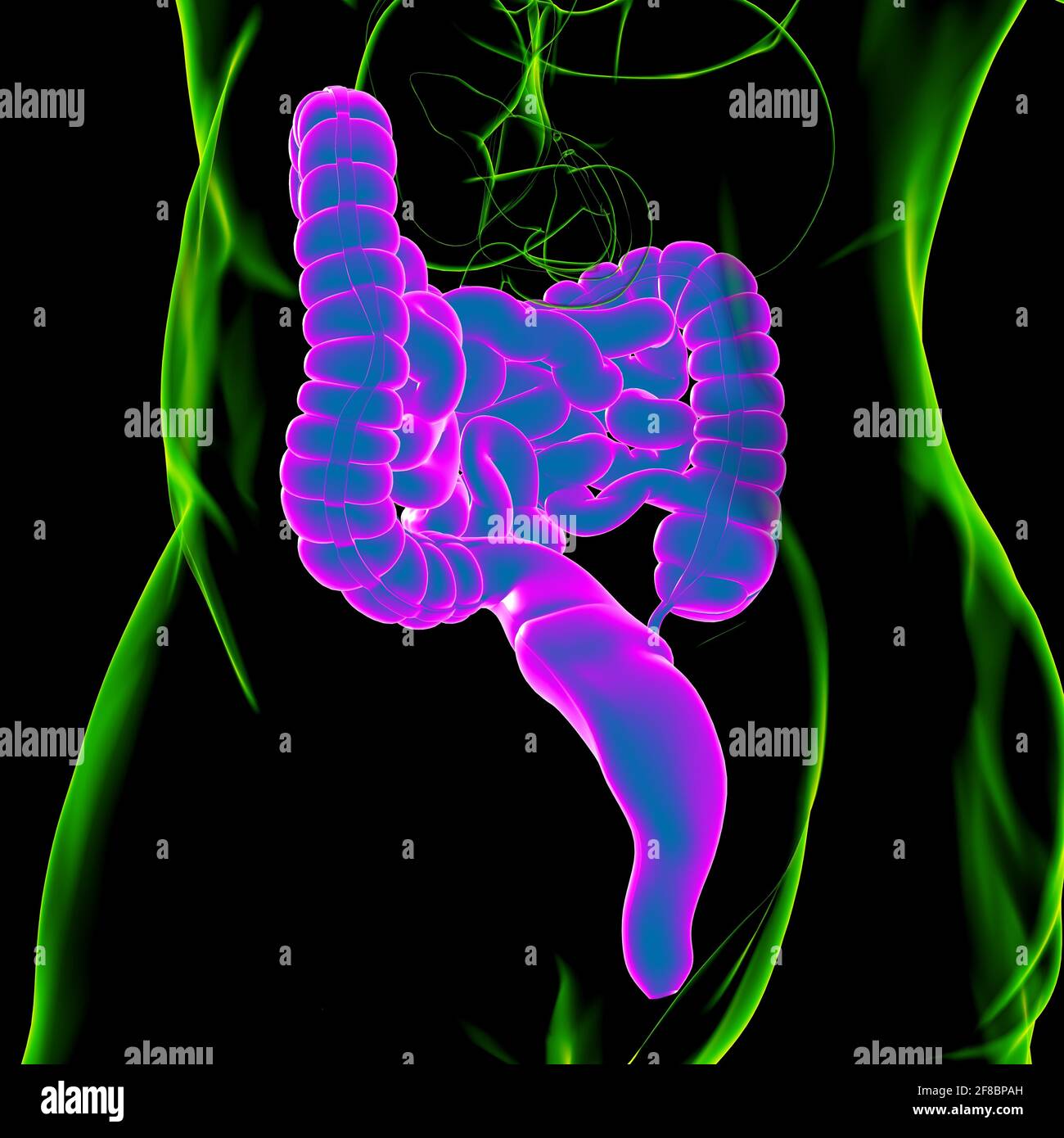 Illustrazione 3D dell'intestino tenue e dell'intestino tenue Anatomia ...