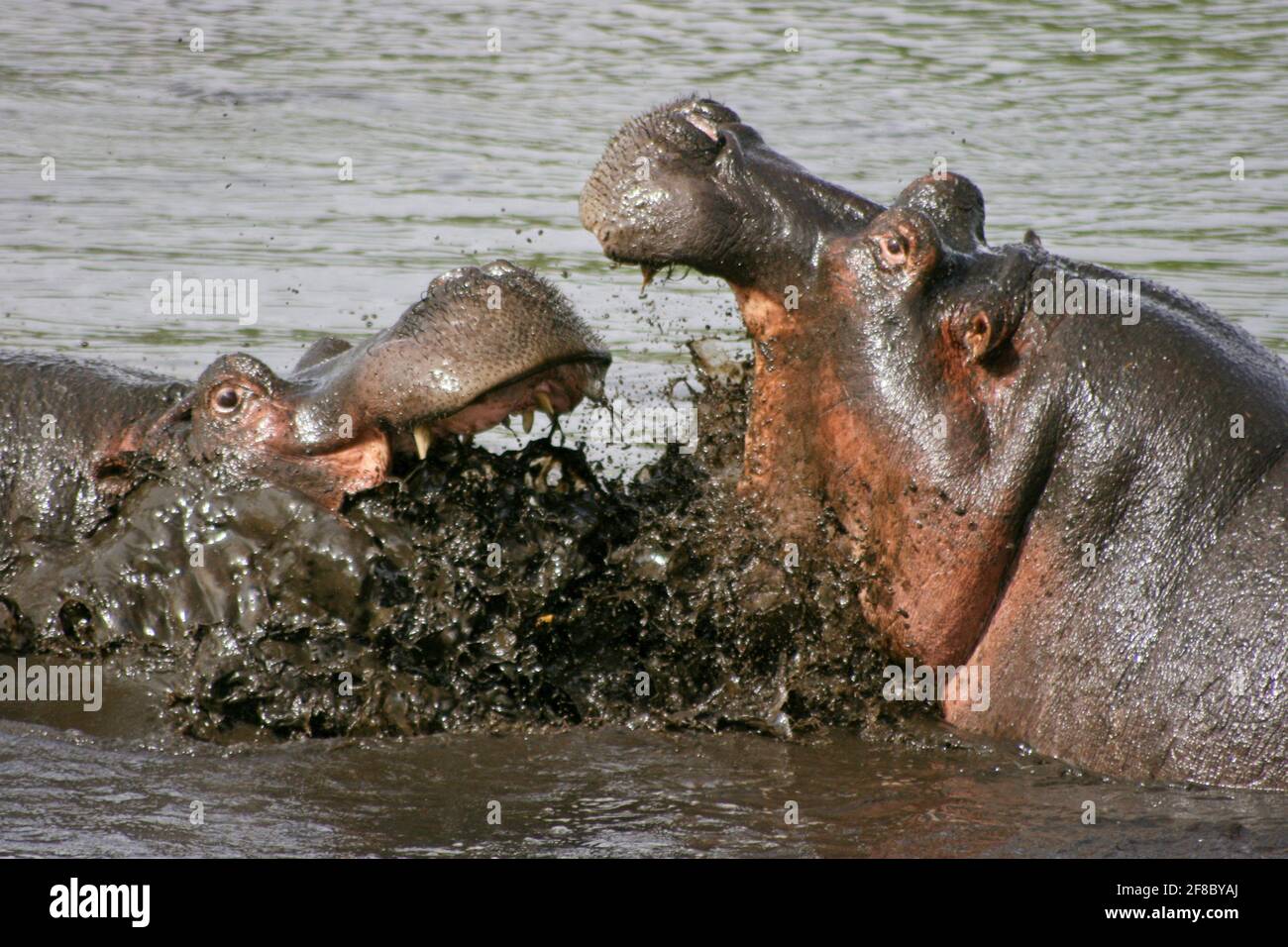 Animali da combattimento immagini e fotografie stock ad alta ...