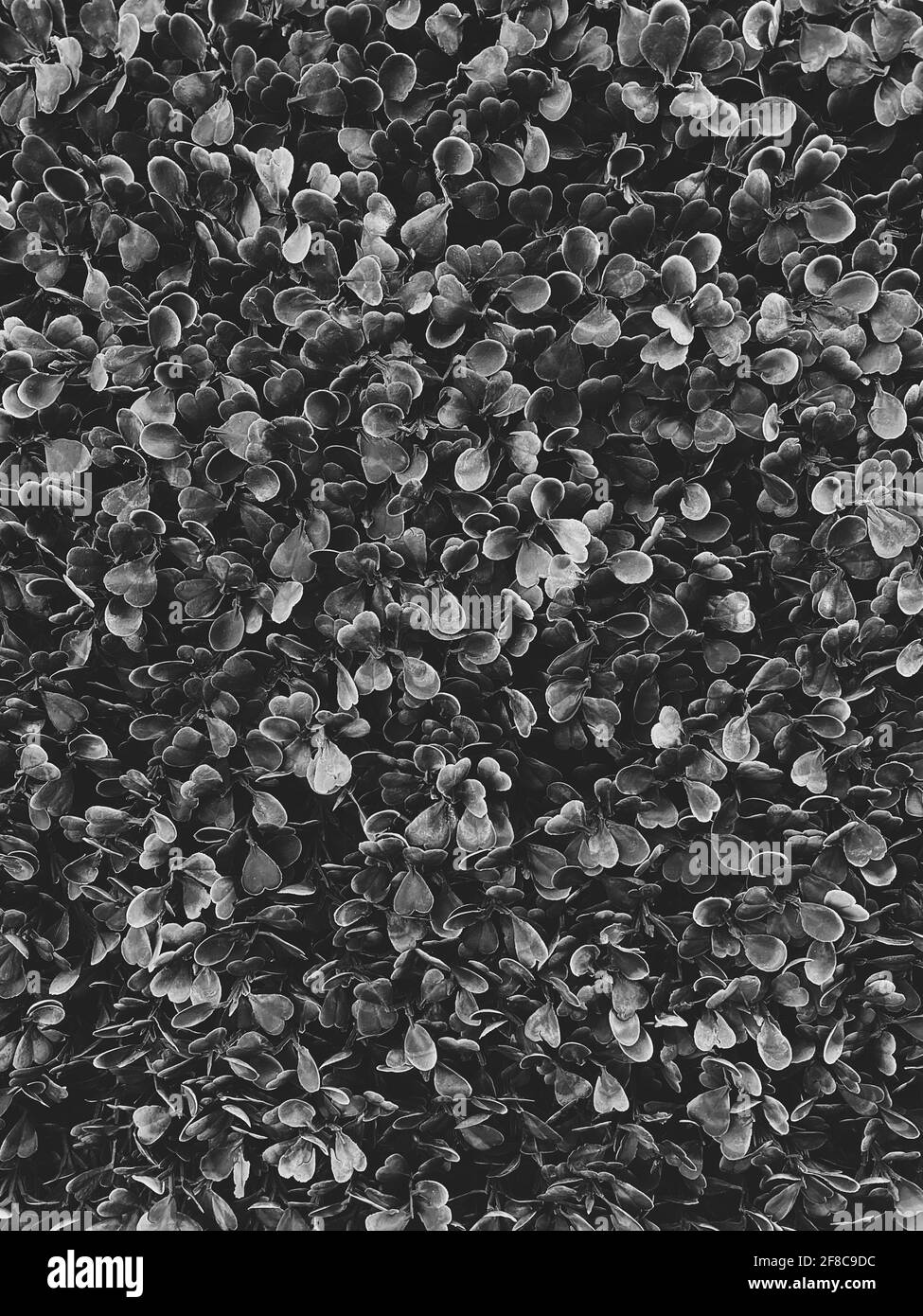 Sfondo texture foglia Foto e Immagini Stock in Bianco e Nero - Alamy