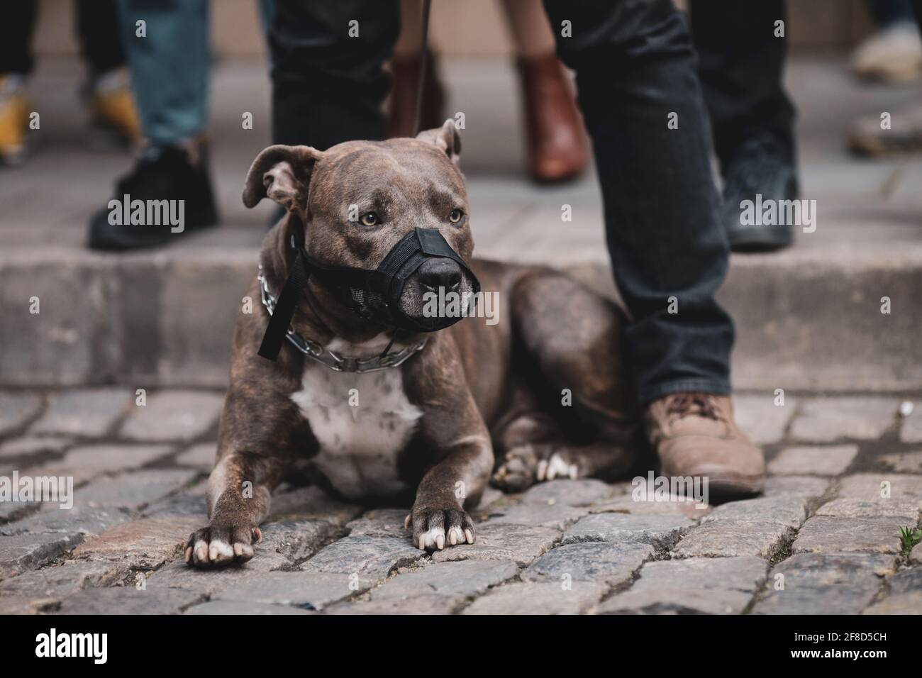 Cane pericoloso che indossa museruola immagini e fotografie stock ad ...