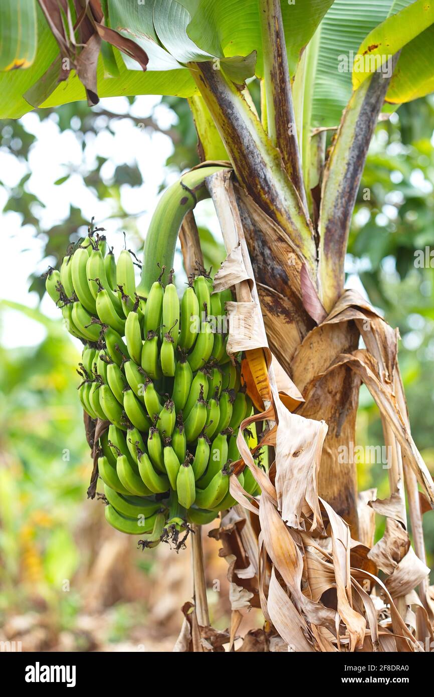 Banane selvatiche immagini e fotografie stock ad alta risoluzione - Alamy