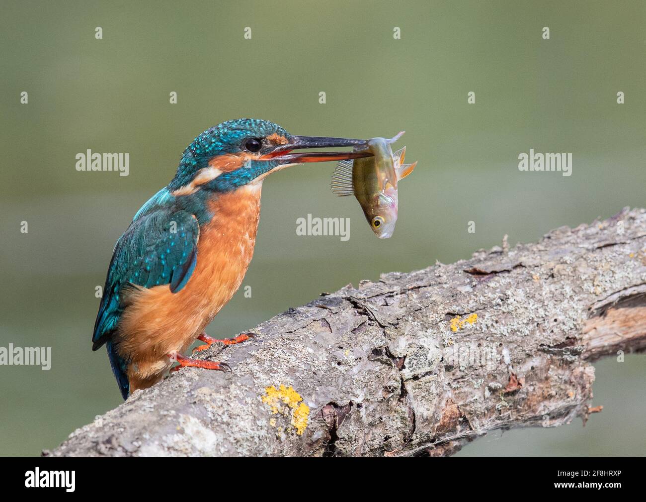 Pesci Pescati Immagini e Fotos Stock - Alamy