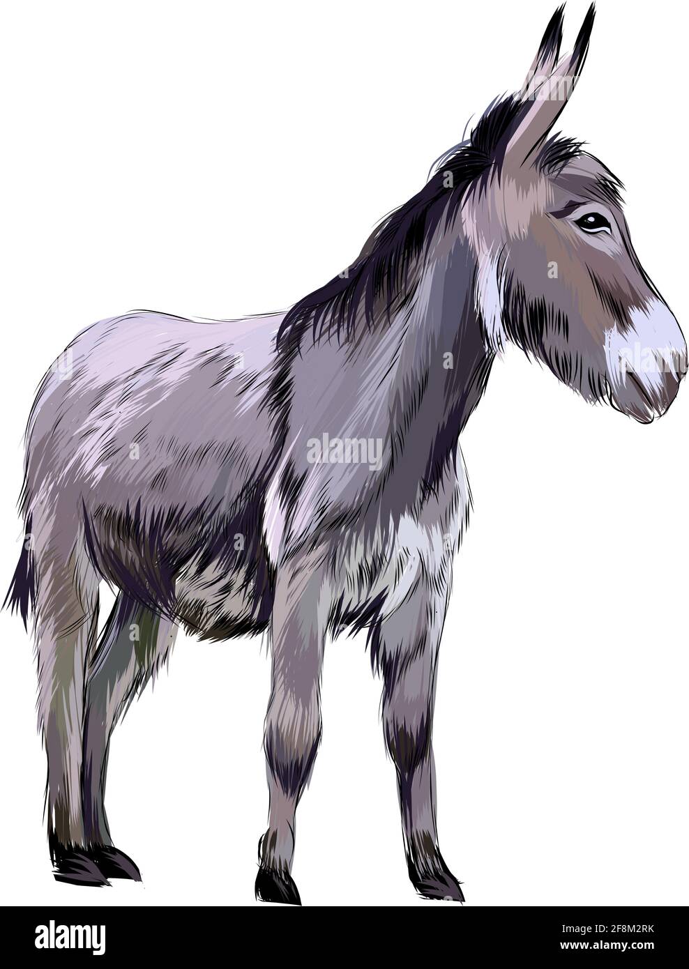 Asino disegno immagini e fotografie stock ad alta risoluzione - Alamy
