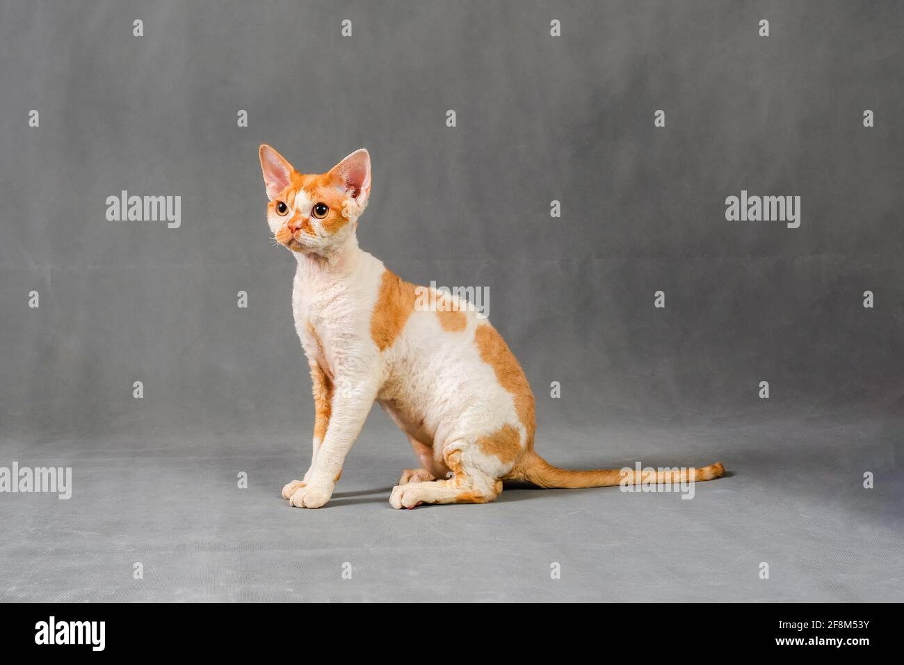 Gatto devon rex immagini e fotografie stock ad alta risoluzione - Alamy