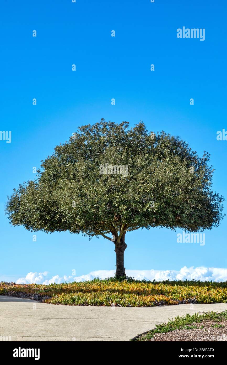 Leccio albero immagini e fotografie stock ad alta risoluzione - Alamy