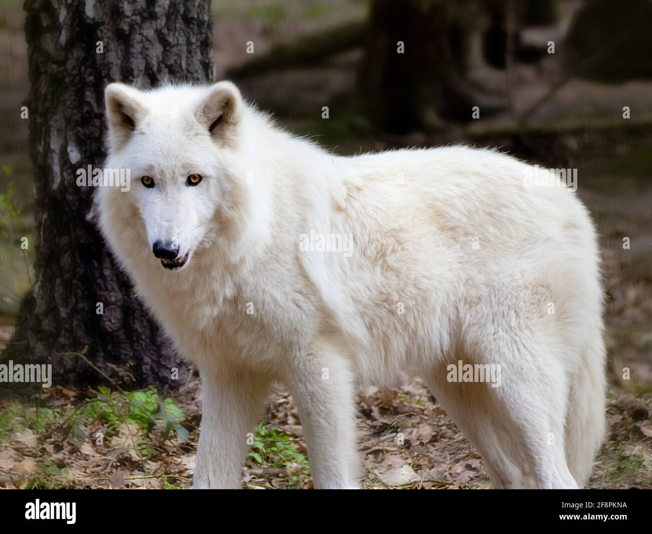Canis lupus occidentalis immagini e fotografie stock ad alta ...