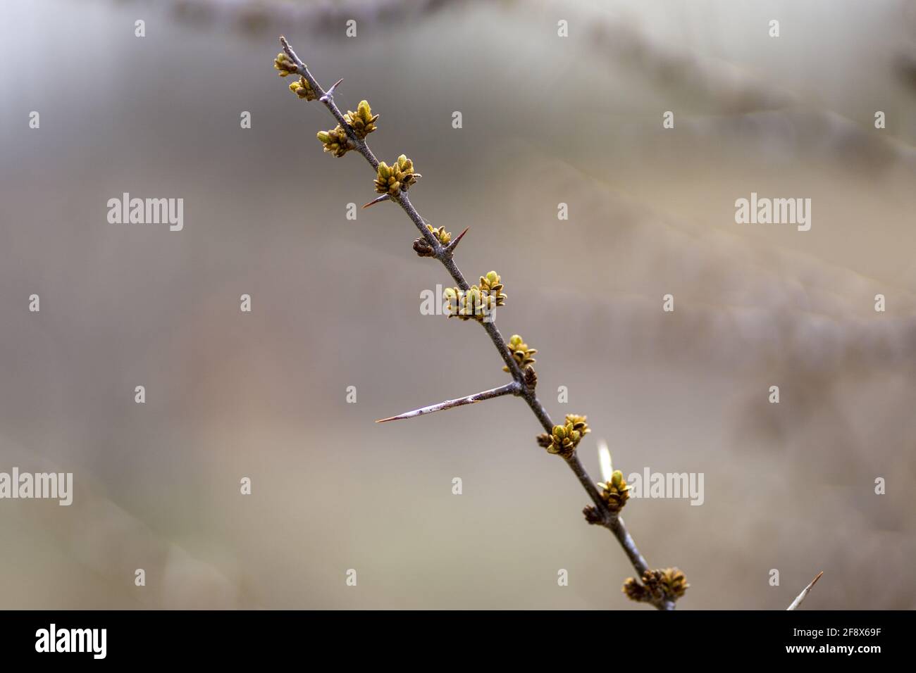 Ramo lungo e curvo immagini e fotografie stock ad alta risoluzione - Alamy