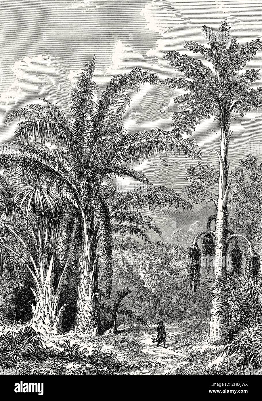 La palma di rafia, la vinifera di Raphia e la palma di gelificazione ...