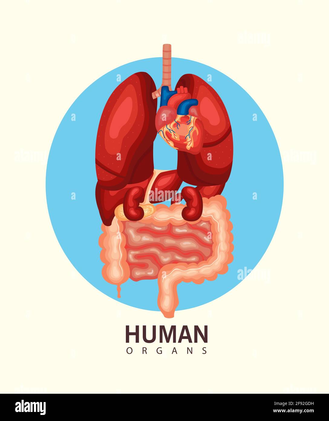 Il Corpo Umano Organi Interni Immagini e Fotos Stock - Alamy