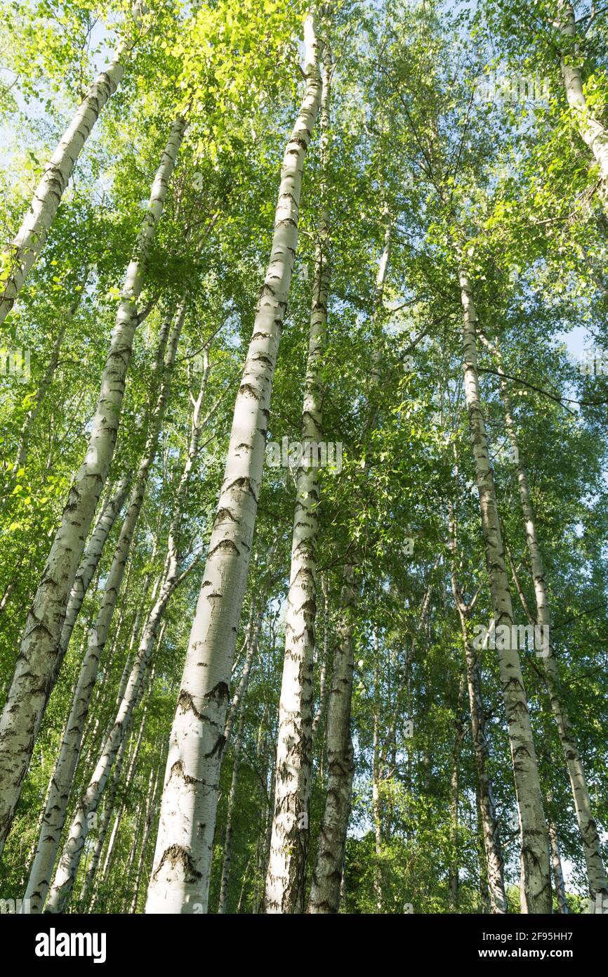 Legno di betulla immagini e fotografie stock ad alta risoluzione - Alamy