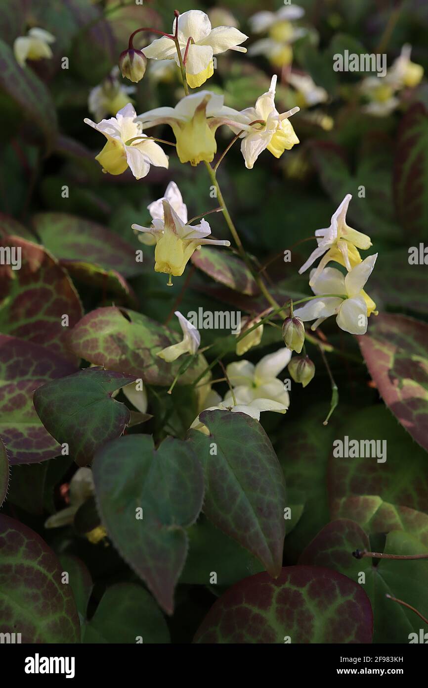Epimedium elegans immagini e fotografie stock ad alta risoluzione - Alamy