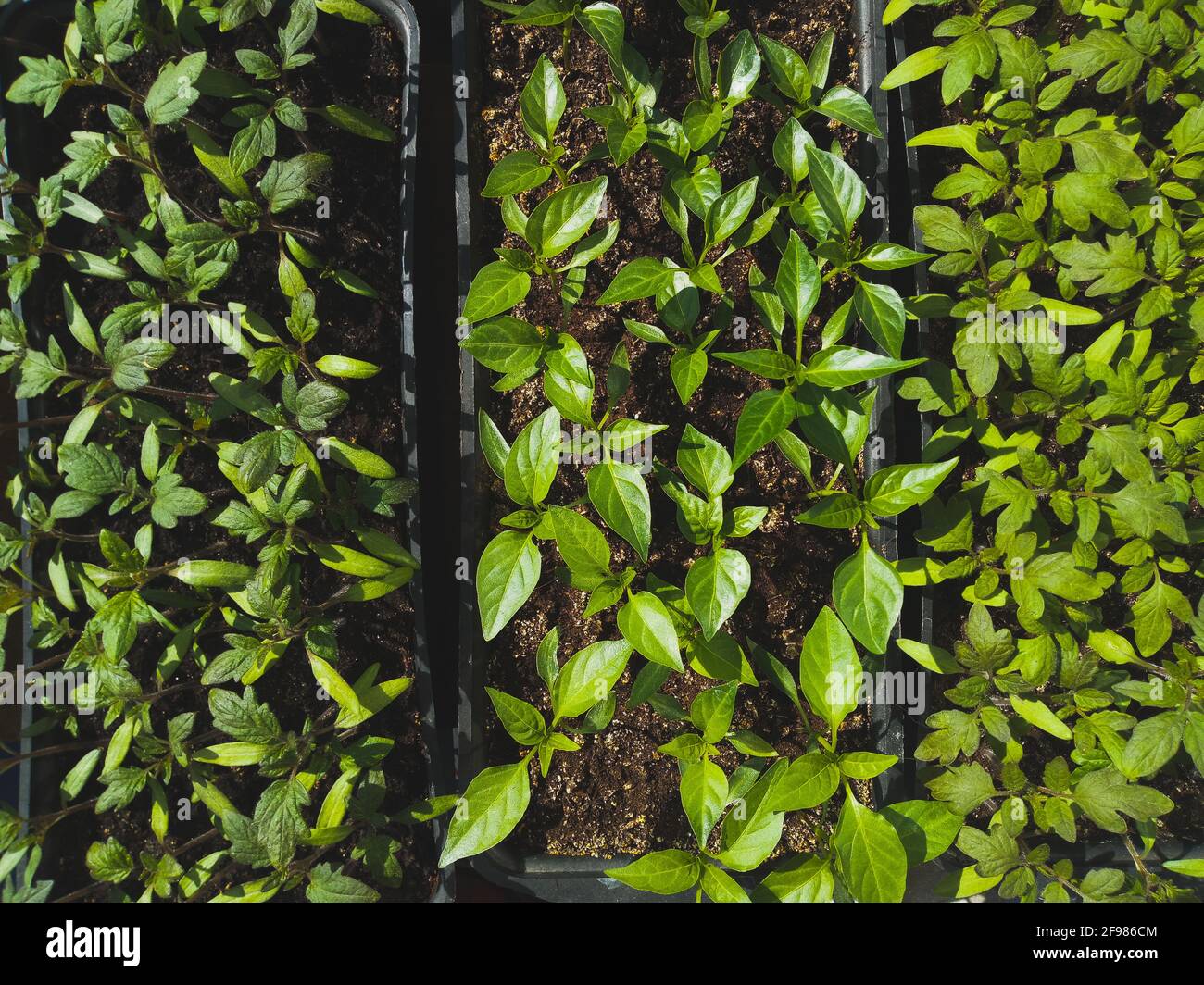 Terreno Di Orticoltura Delle Piante Da Giardino Immagini e Fotos Stock ...