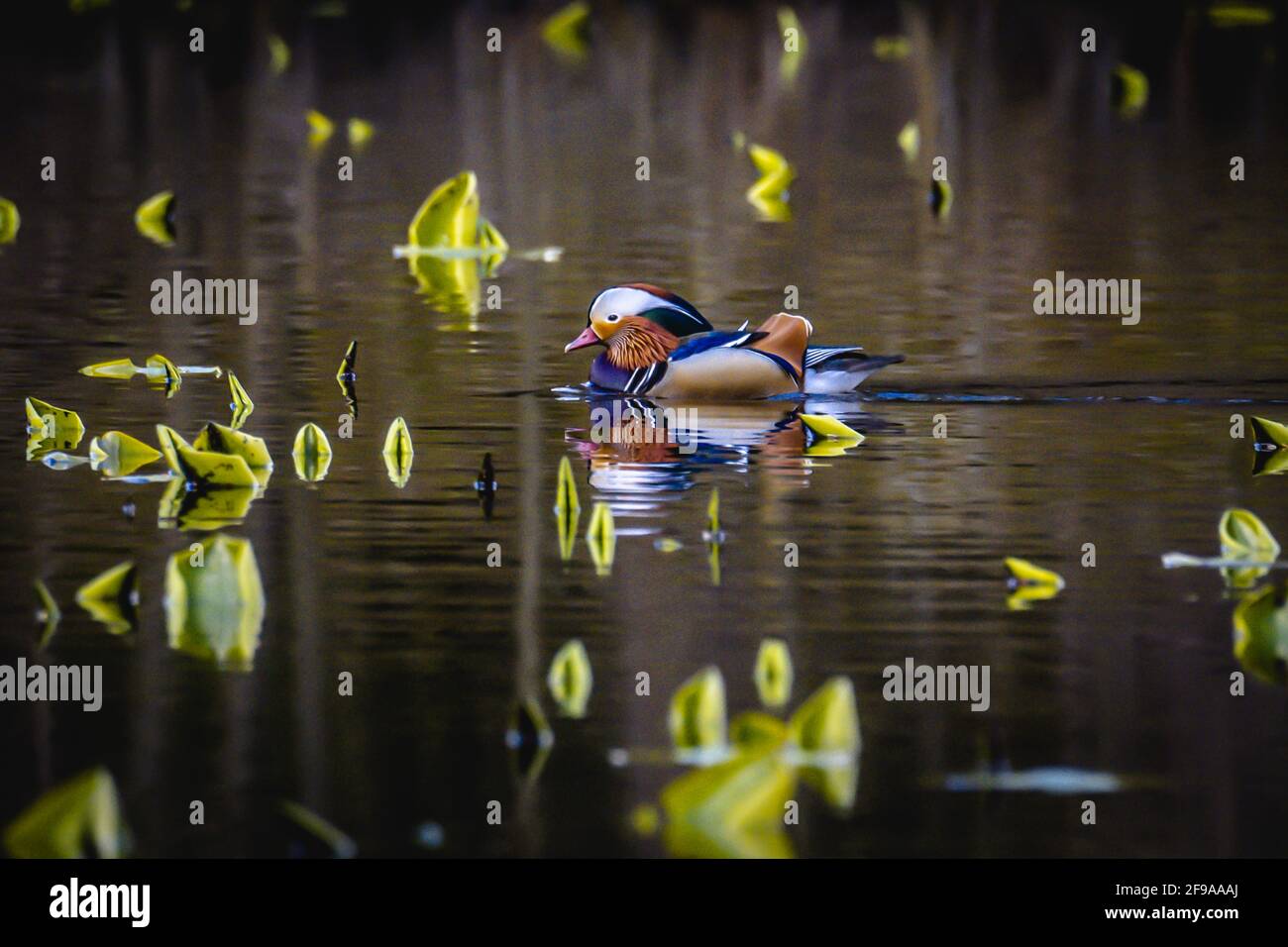 Anatra di mandarino immagini e fotografie stock ad alta risoluzione - Alamy