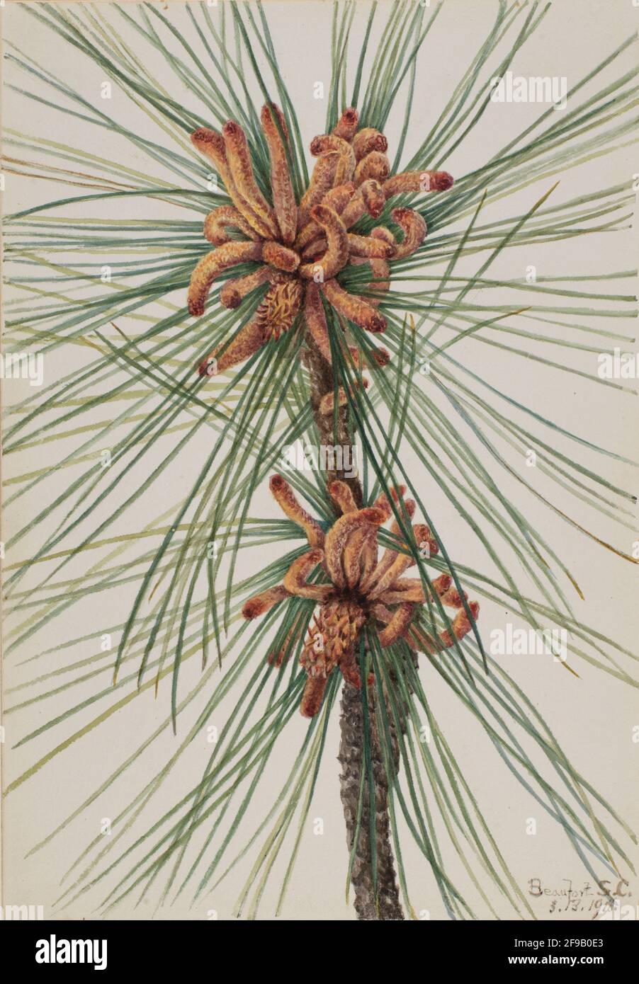 Pini loblolly pinus taeda immagini e fotografie stock ad alta ...