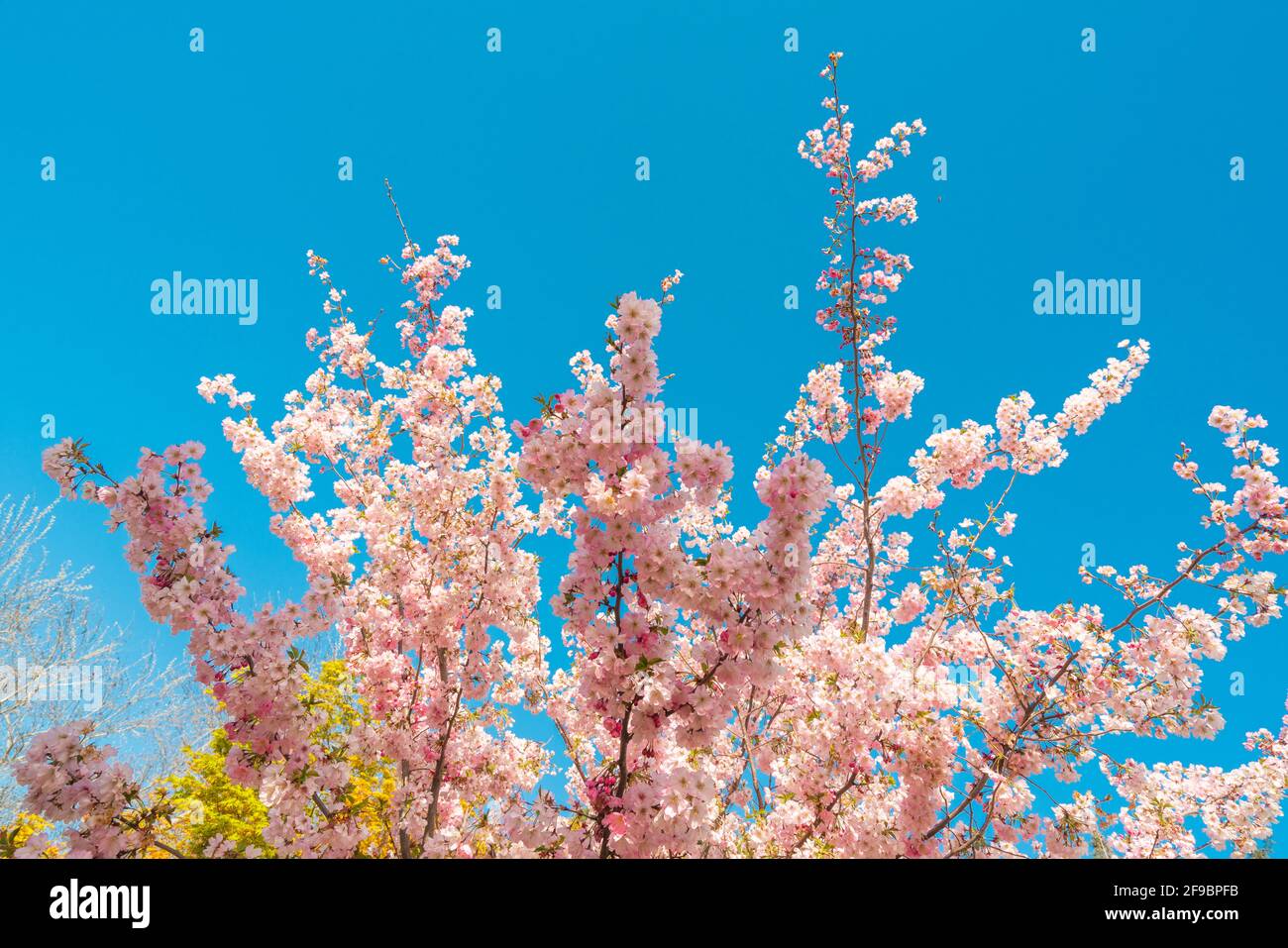 Sakura tree immagini e fotografie stock ad alta risoluzione - Alamy