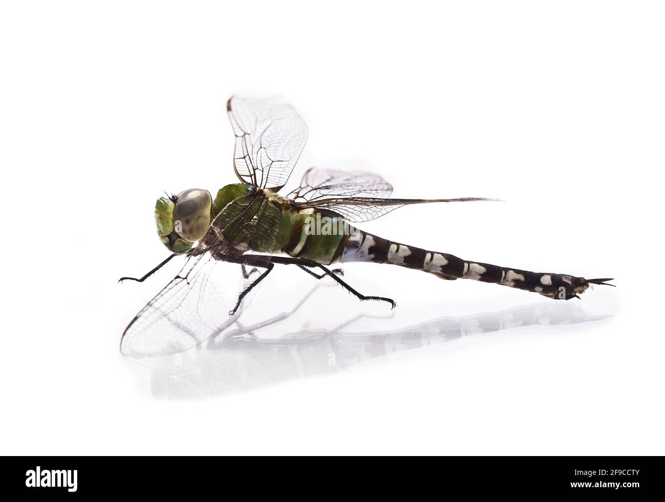 Sfondo bianco libellula immagini e fotografie stock ad alta risoluzione ...