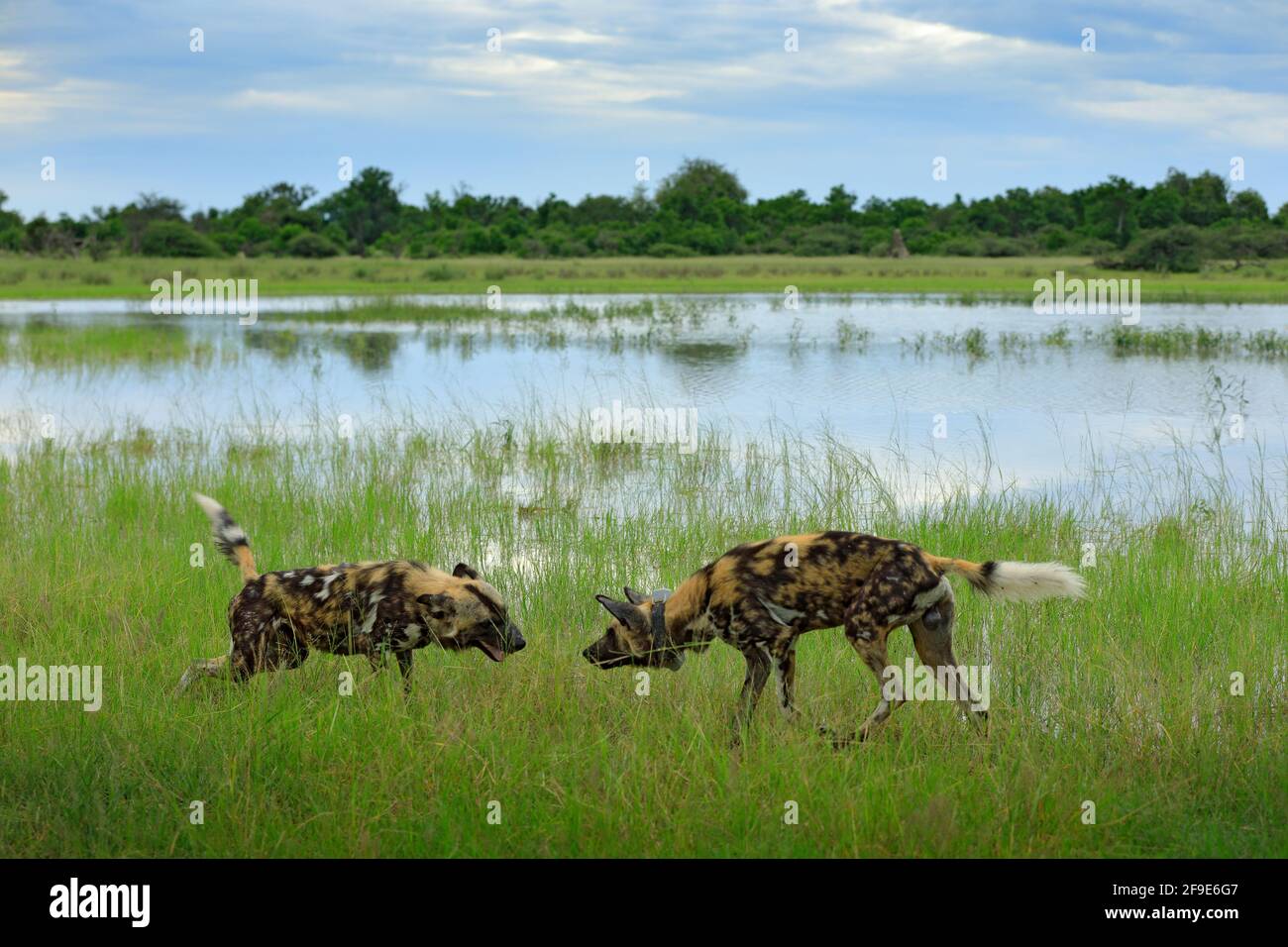 Lotta di cane immagini e fotografie stock ad alta risoluzione - Alamy