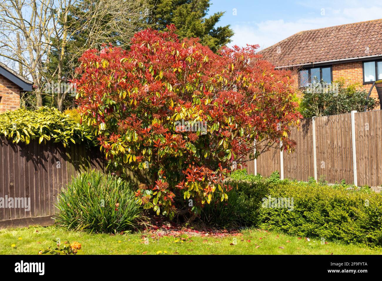 Photinia red robin bush immagini e fotografie stock ad alta risoluzione ...