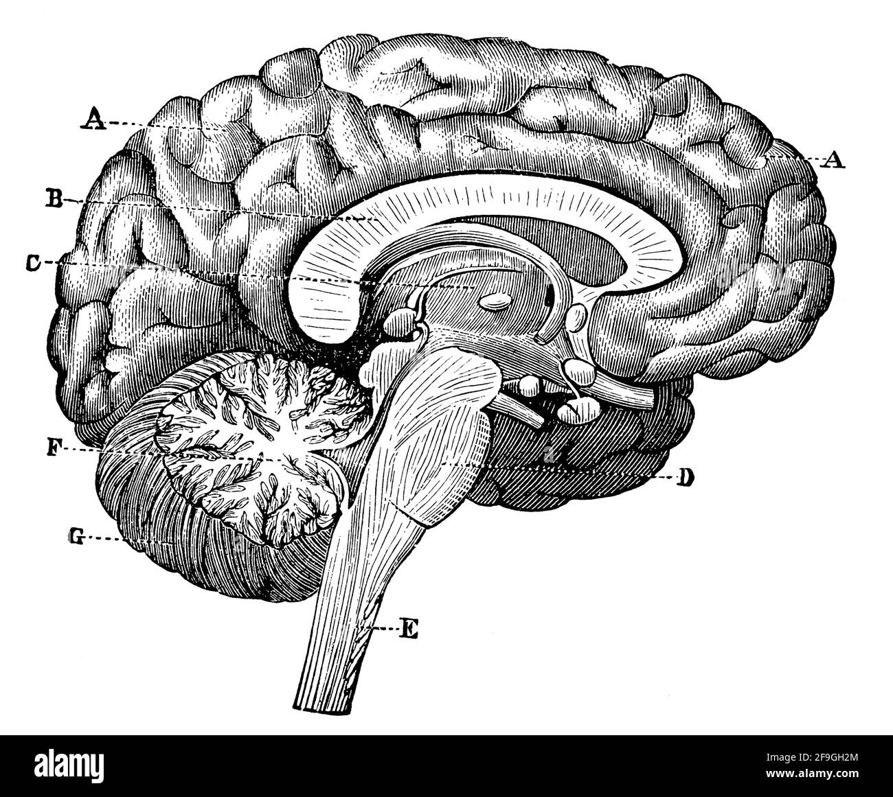 Illustrazione dell'anatomia della sezione del cervello immagini e ...