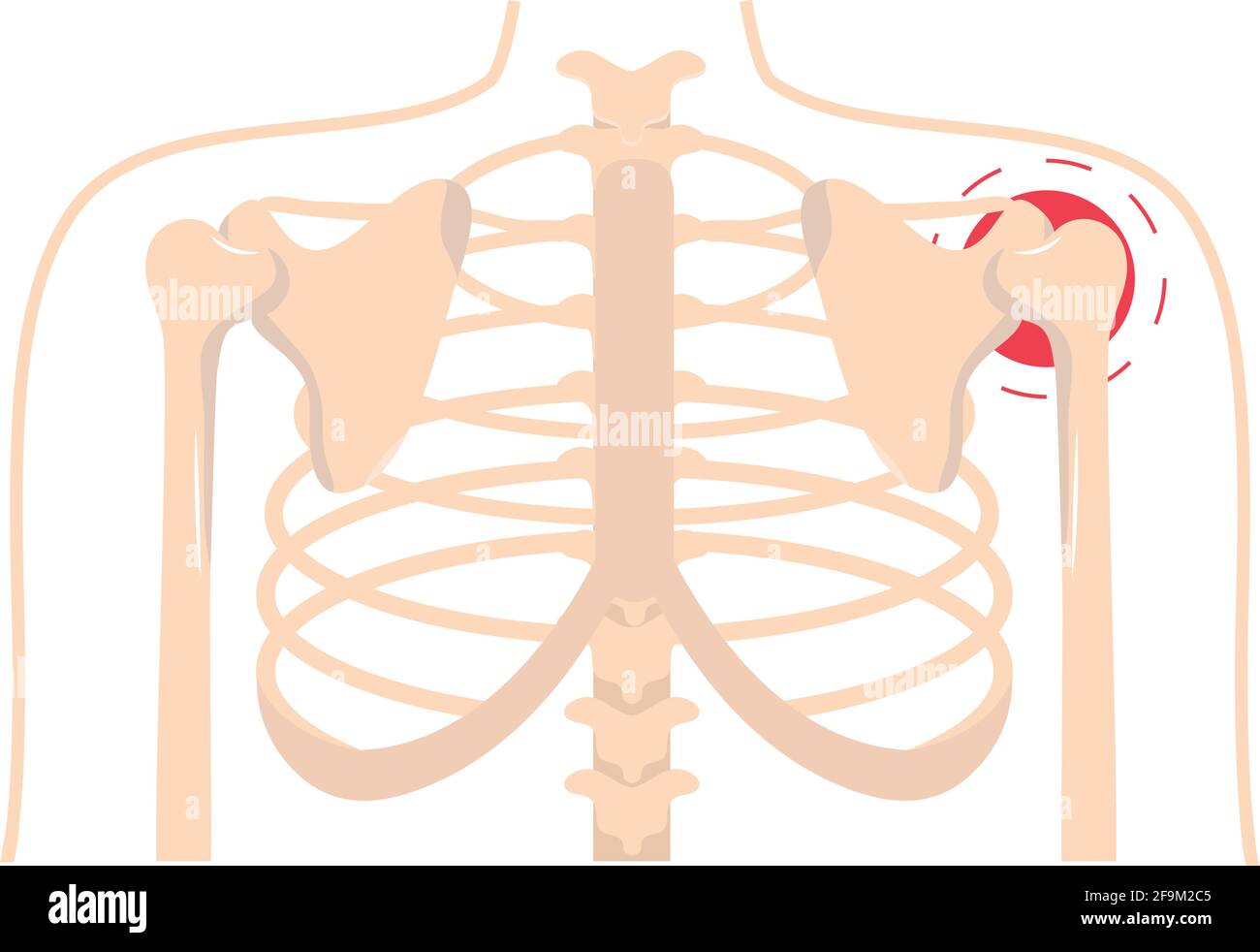 Ossa umane della spalla Immagini Vettoriali Stock - Alamy