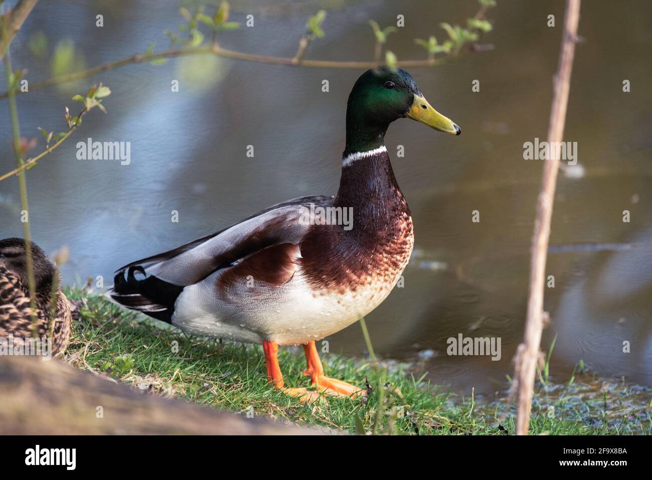 Anatra di mammifero immagini e fotografie stock ad alta risoluzione - Alamy