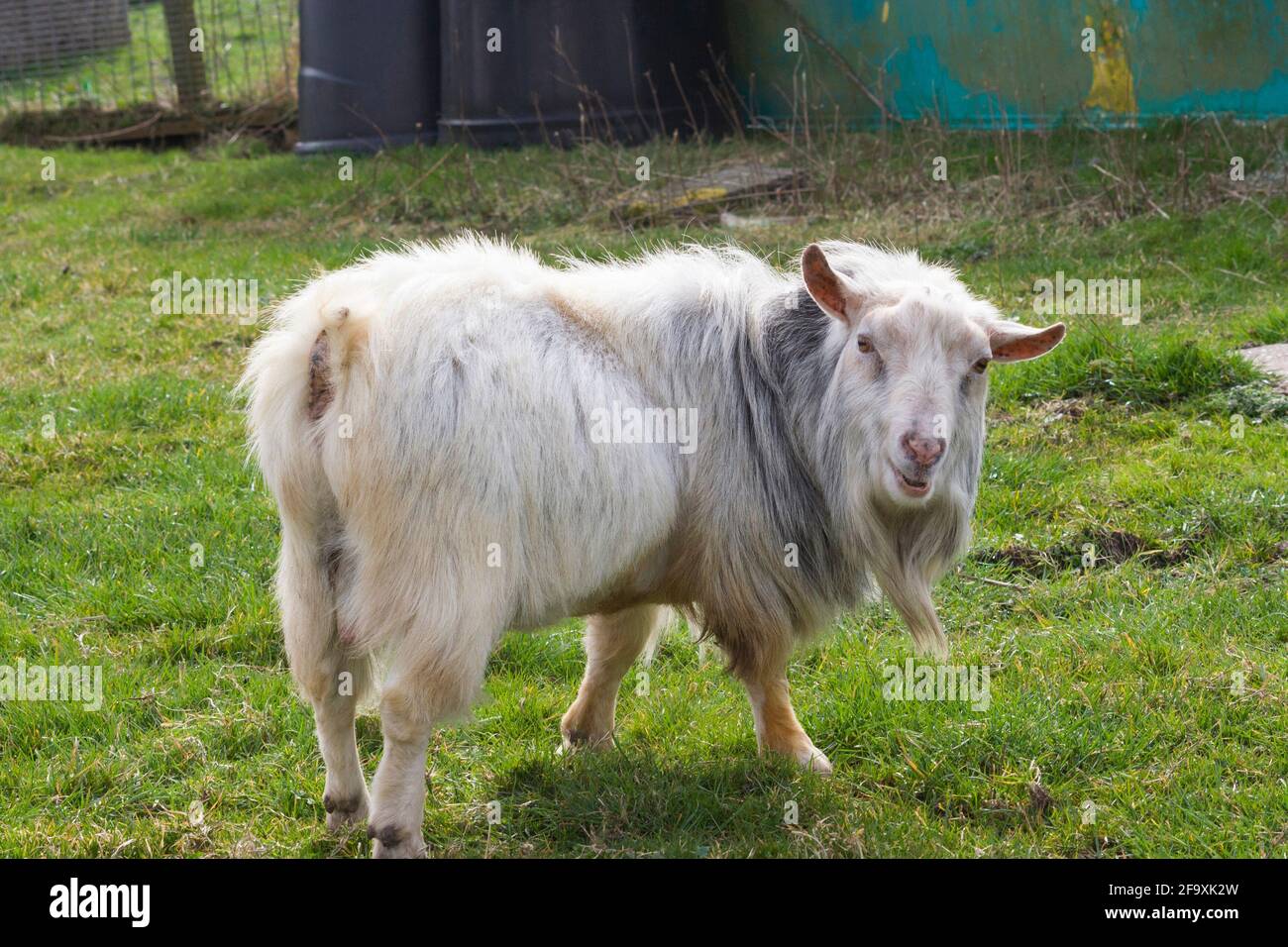 Capra britannica immagini e fotografie stock ad alta risoluzione - Alamy