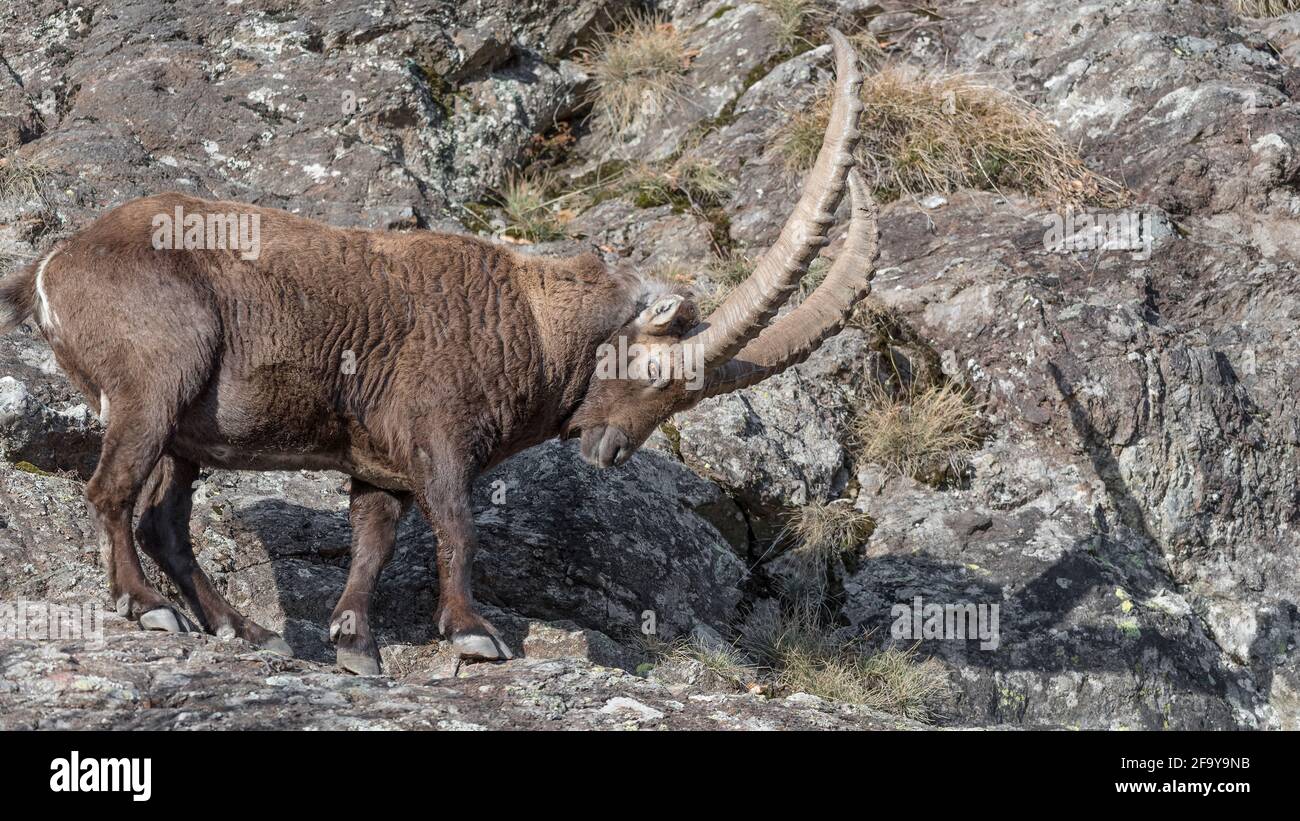 Stambecco di capra ibex alpino che si arrampica sulle rocce immagini e ...