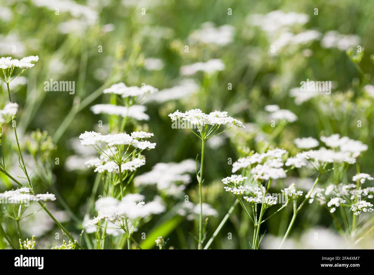 Famiglia delle apiaceae immagini e fotografie stock ad alta risoluzione ...
