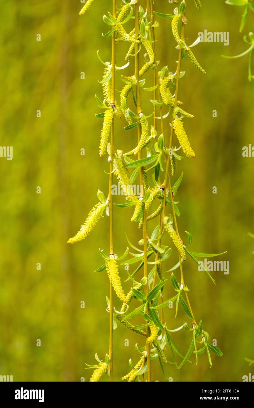 Salice piangente immagini e fotografie stock ad alta risoluzione - Alamy