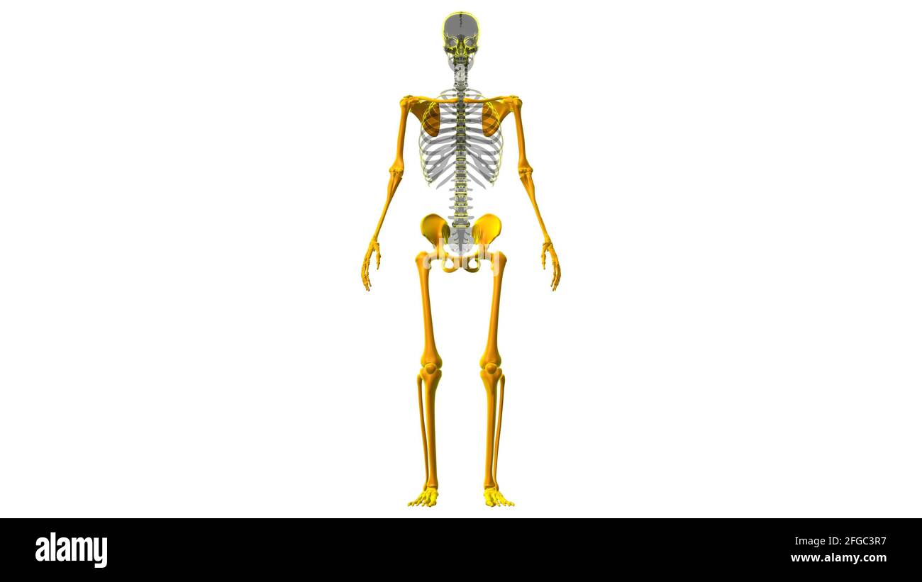 Illustrazione 3D dell'anatomia dello scheletro Appendicolare dello ...