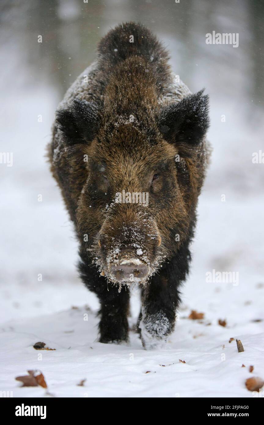 Cinghiale adulto immagini e fotografie stock ad alta risoluzione - Alamy
