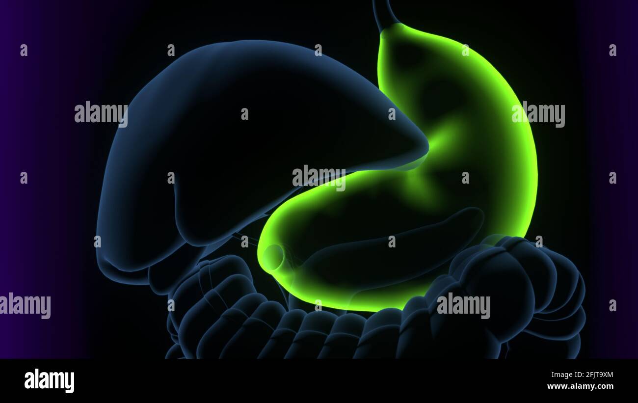 Anatomia dello stomaco immagini e fotografie stock ad alta risoluzione ...