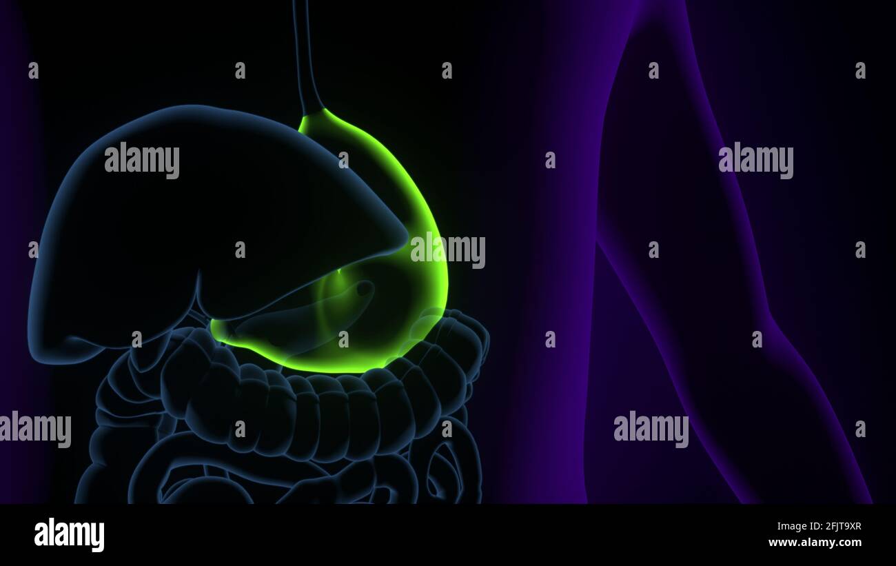 Anatomia dello stomaco umano immagini e fotografie stock ad alta ...