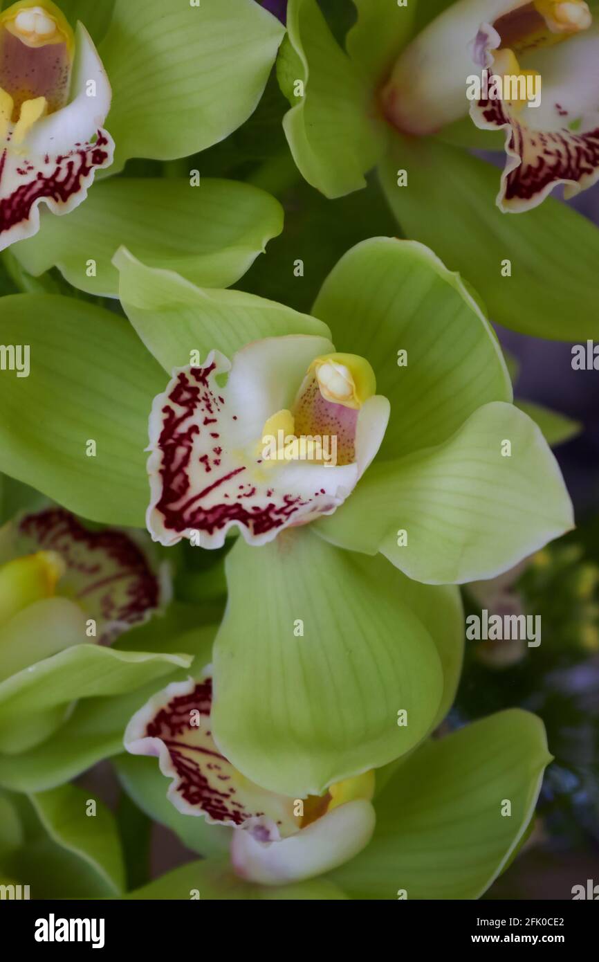 Orchidea verde immagini e fotografie stock ad alta risoluzione - Alamy