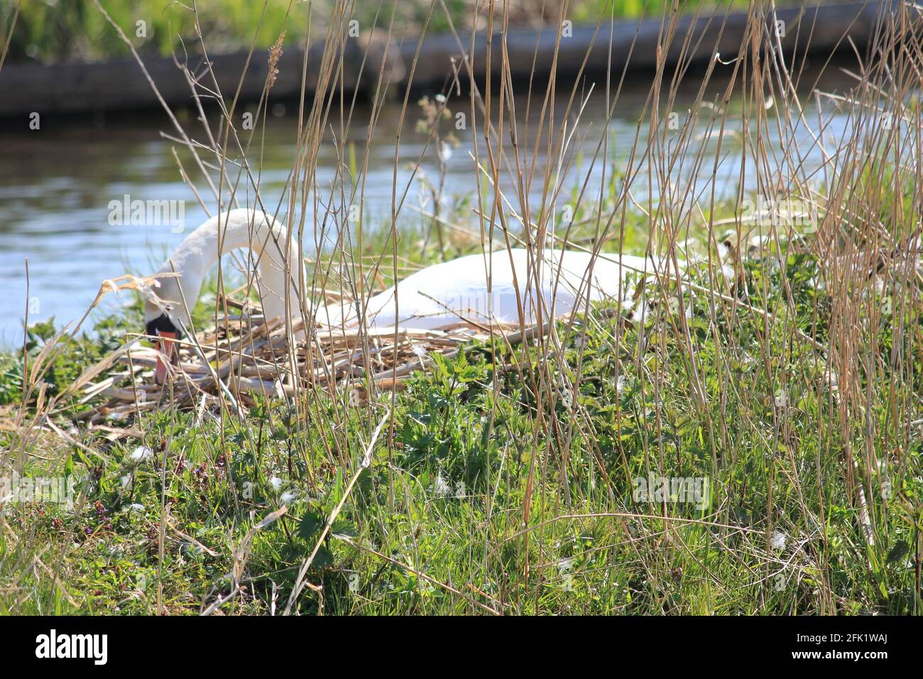 I nidi dei cigni sono a terra immagini e fotografie stock ad alta ...
