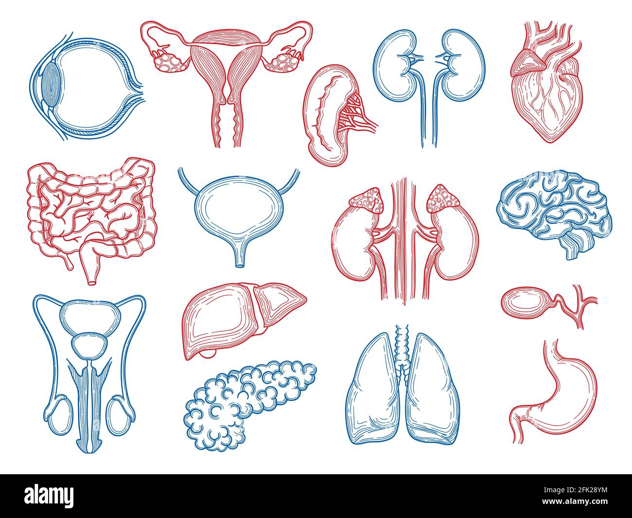 Schizzo di organi. Parti del corpo umano anatomia medica impostare ...